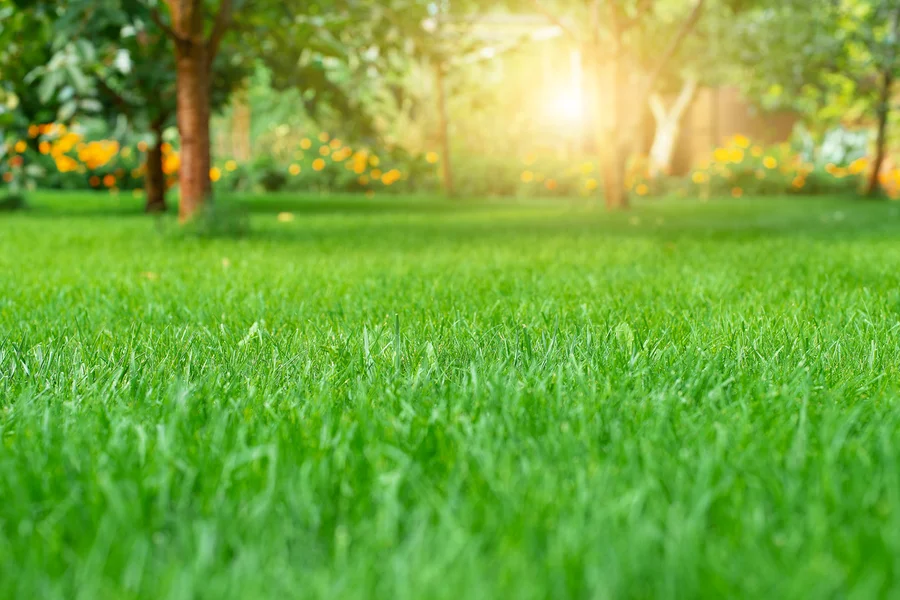 How Regular Mowing Affects Lawn Growth and Density - Dylan Landscaping LLC